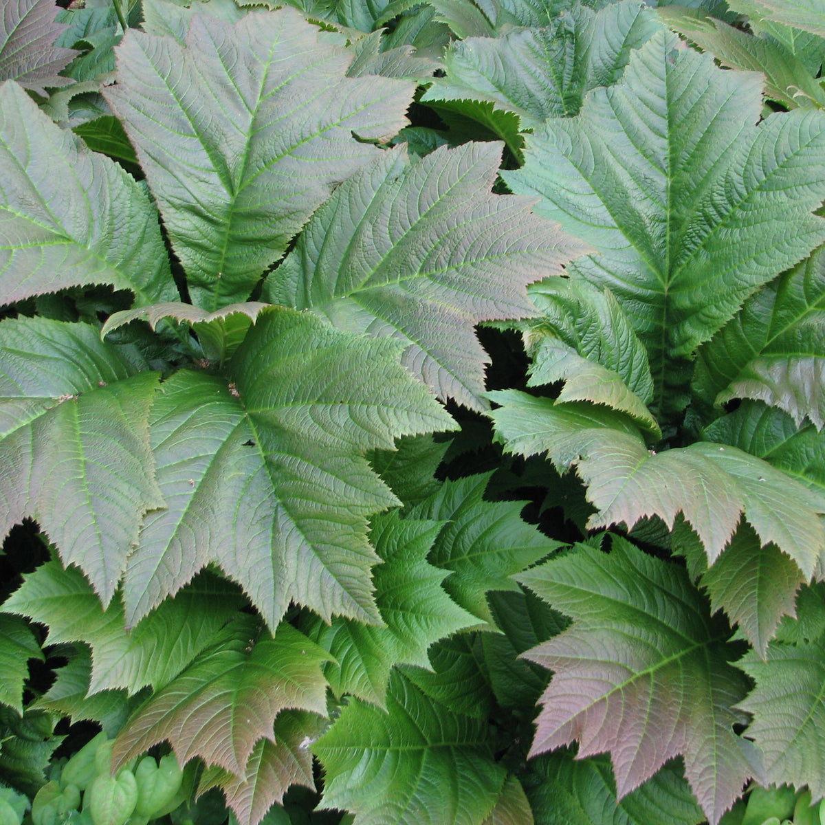 Rodgersia podophylla – Ballyrobert Gardens