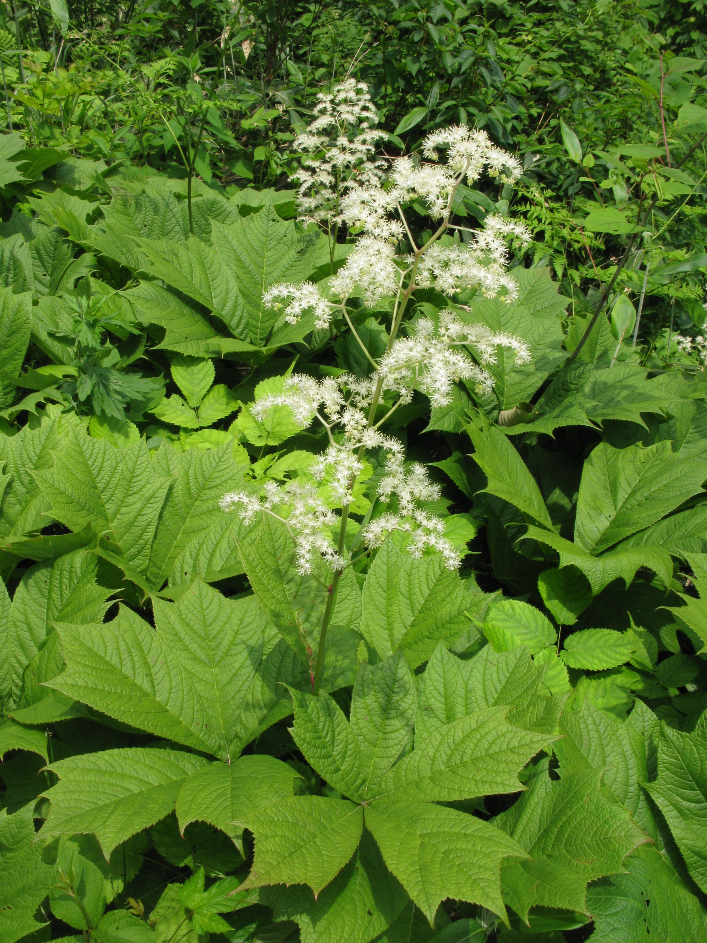 Rodgersia podophylla – Ballyrobert Gardens