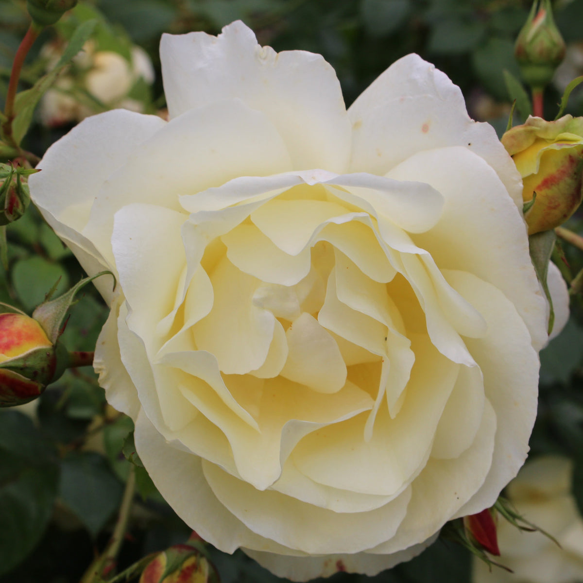 Rosa CRÈME DE LA CRÈME 'Gancre' – Ballyrobert Gardens