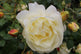 Rosa CRÈME DE LA CRÈME 'Gancre' – Ballyrobert Gardens