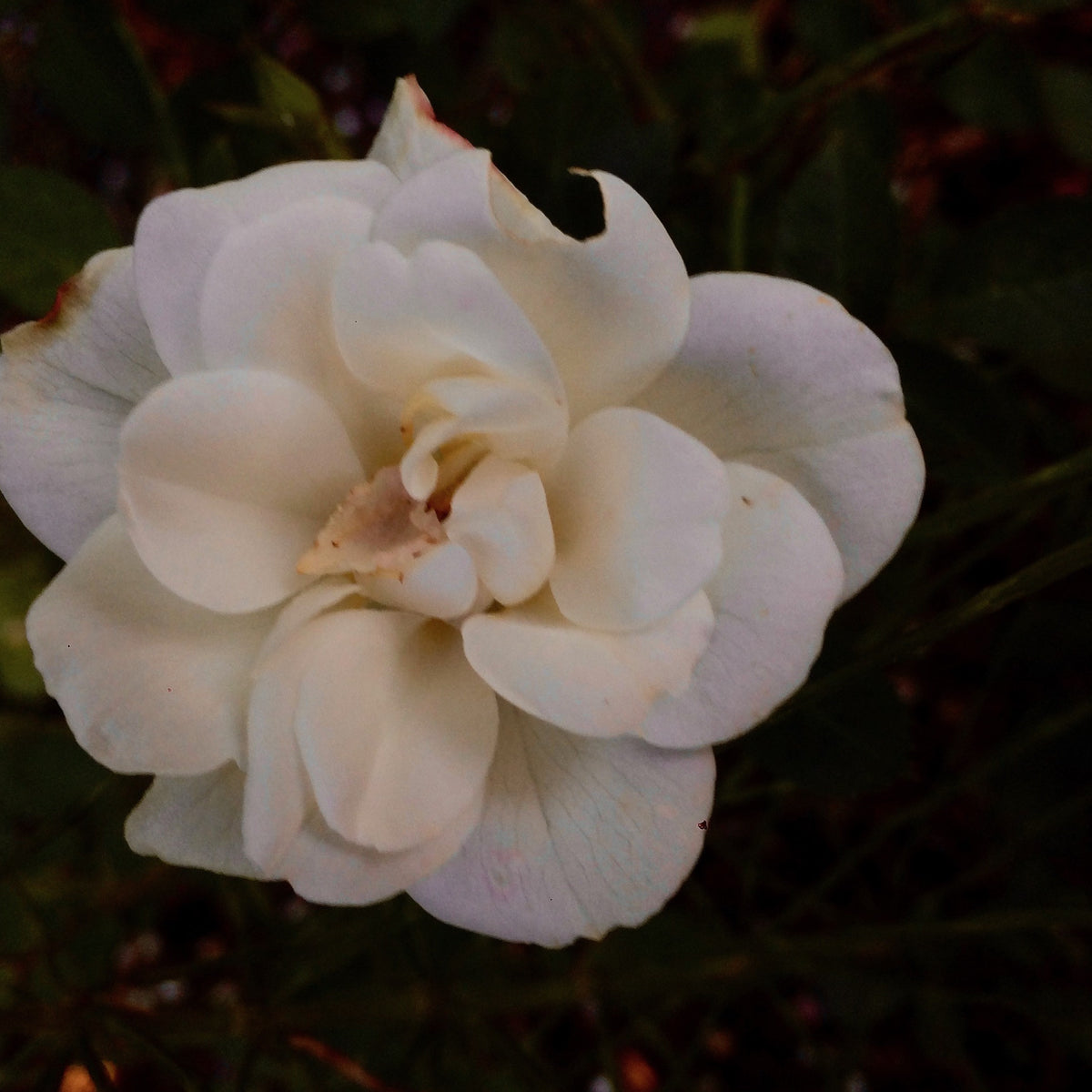 Rosa Kent = 'Poulcov' (Towne & Country Series) (S/gc) – Ballyrobert Gardens