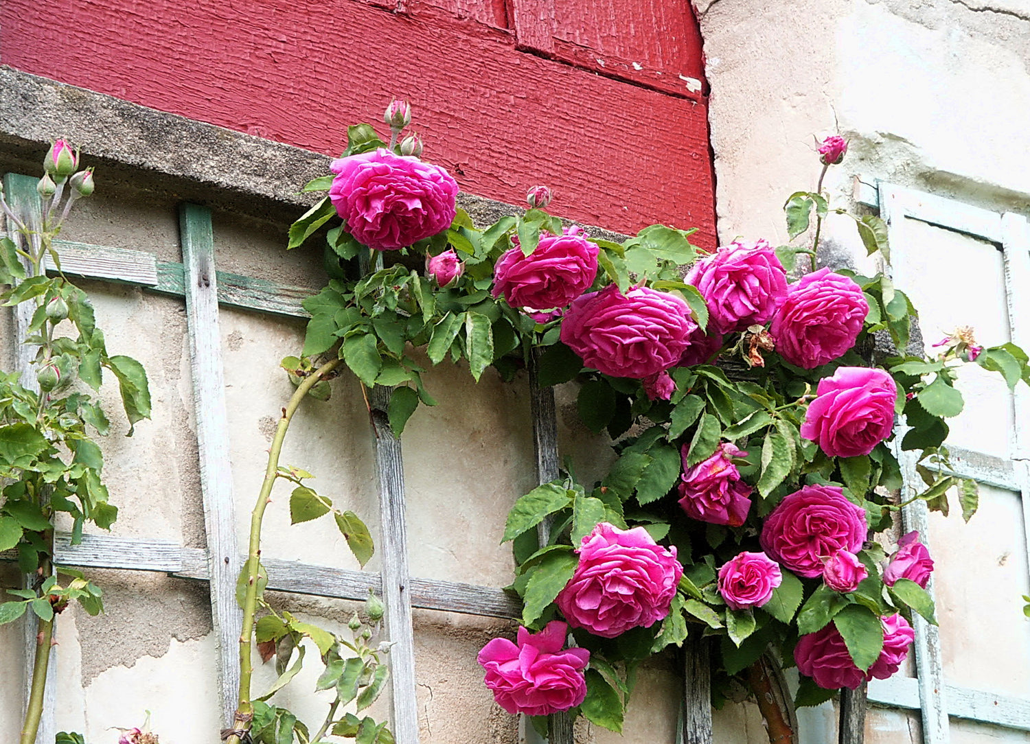 Rosa 'Madame Isaac Péreire' (ClBb) – Ballyrobert Gardens