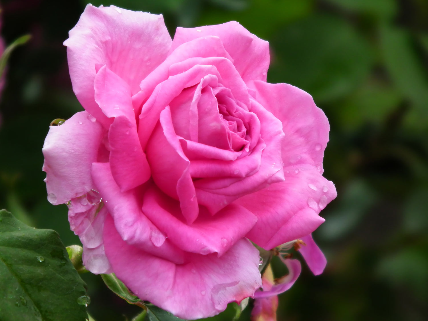 Rosa 'Madame Isaac Péreire' (ClBb) – Ballyrobert Gardens