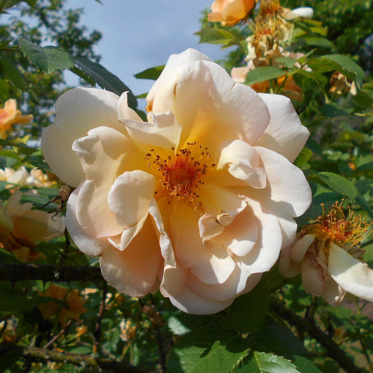 Rosa 'Maigold' (ClPiH) – Ballyrobert Gardens