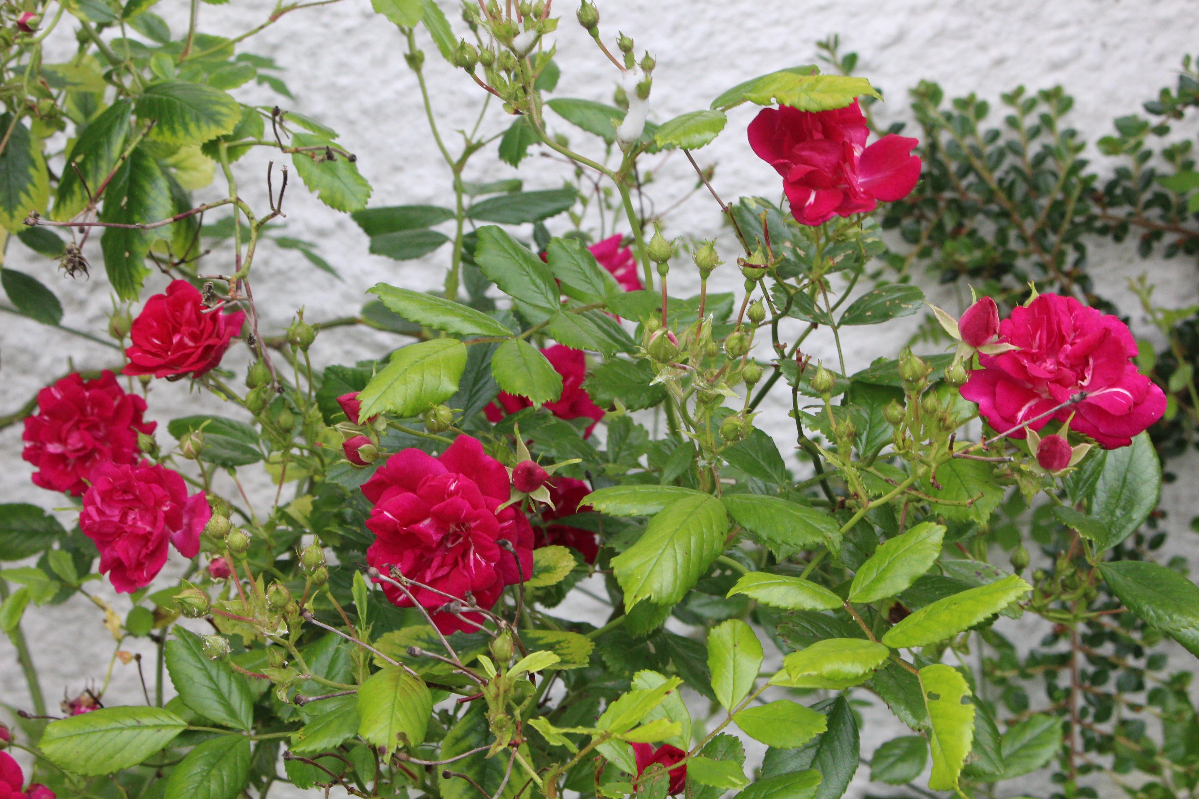 Rosa Super Excelsa = 'Helexa' (Ra) – Ballyrobert Gardens