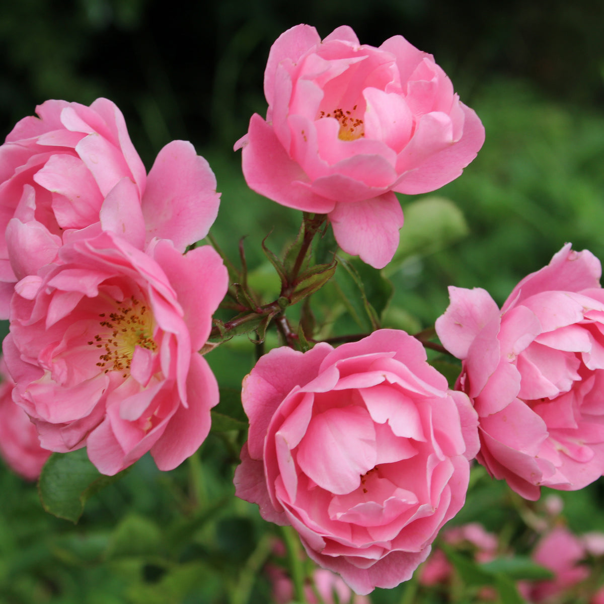 Rosa Surrey = 'Korlanum' (GC) – Ballyrobert Gardens