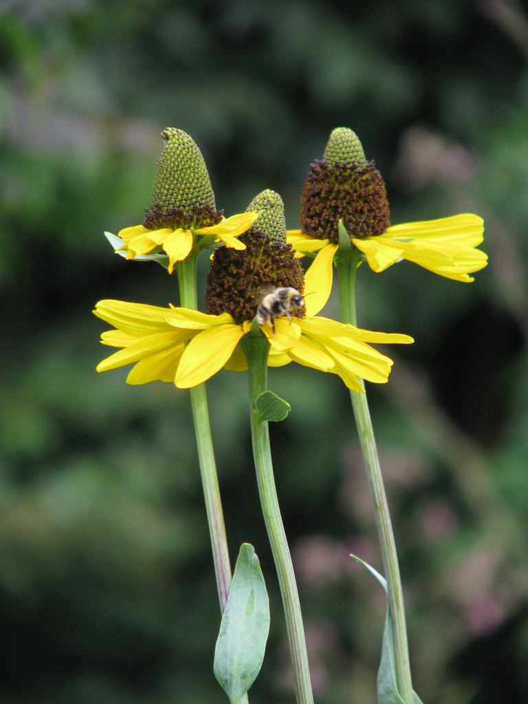 Rudbeckia maxima – Ballyrobert Gardens