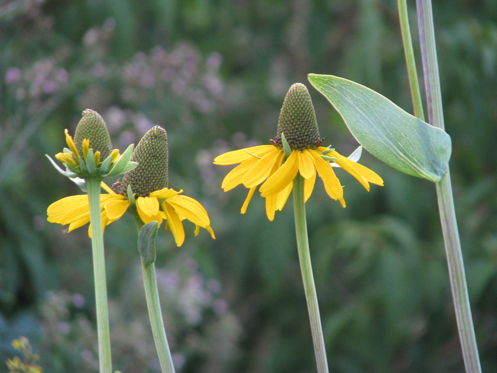 Rudbeckia maxima – Ballyrobert Gardens