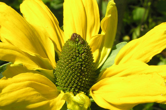 Rudbeckia maxima – Ballyrobert Gardens