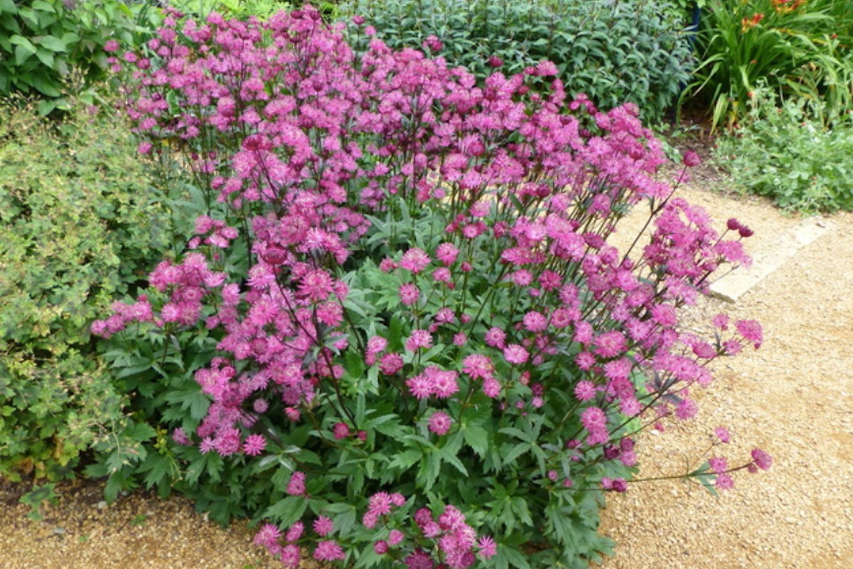 Astrantia 'Ruby Star' – Ballyrobert Gardens