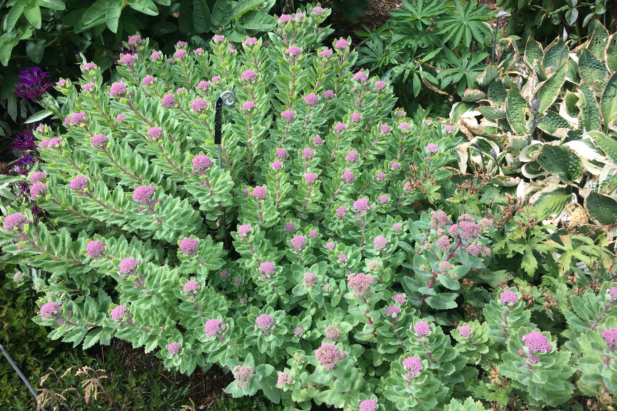 Hylotelephium telephium L. var. borderi – Ballyrobert Gardens