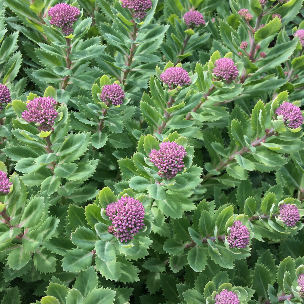 Hylotelephium telephium L. var. borderi – Ballyrobert Gardens