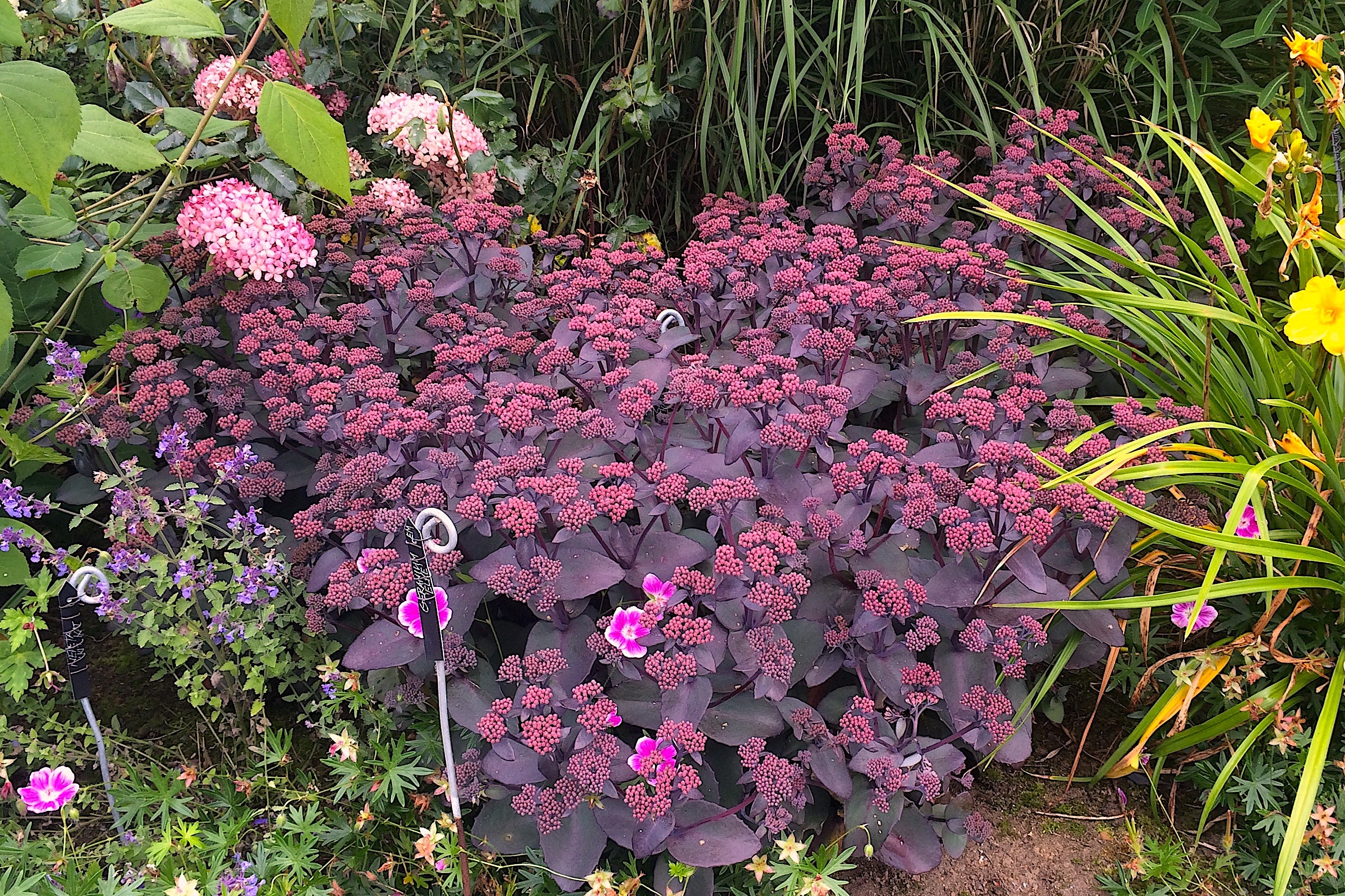 Hylotelephium telephium (Atropurpureum Group) 'Karfunkelstein ...