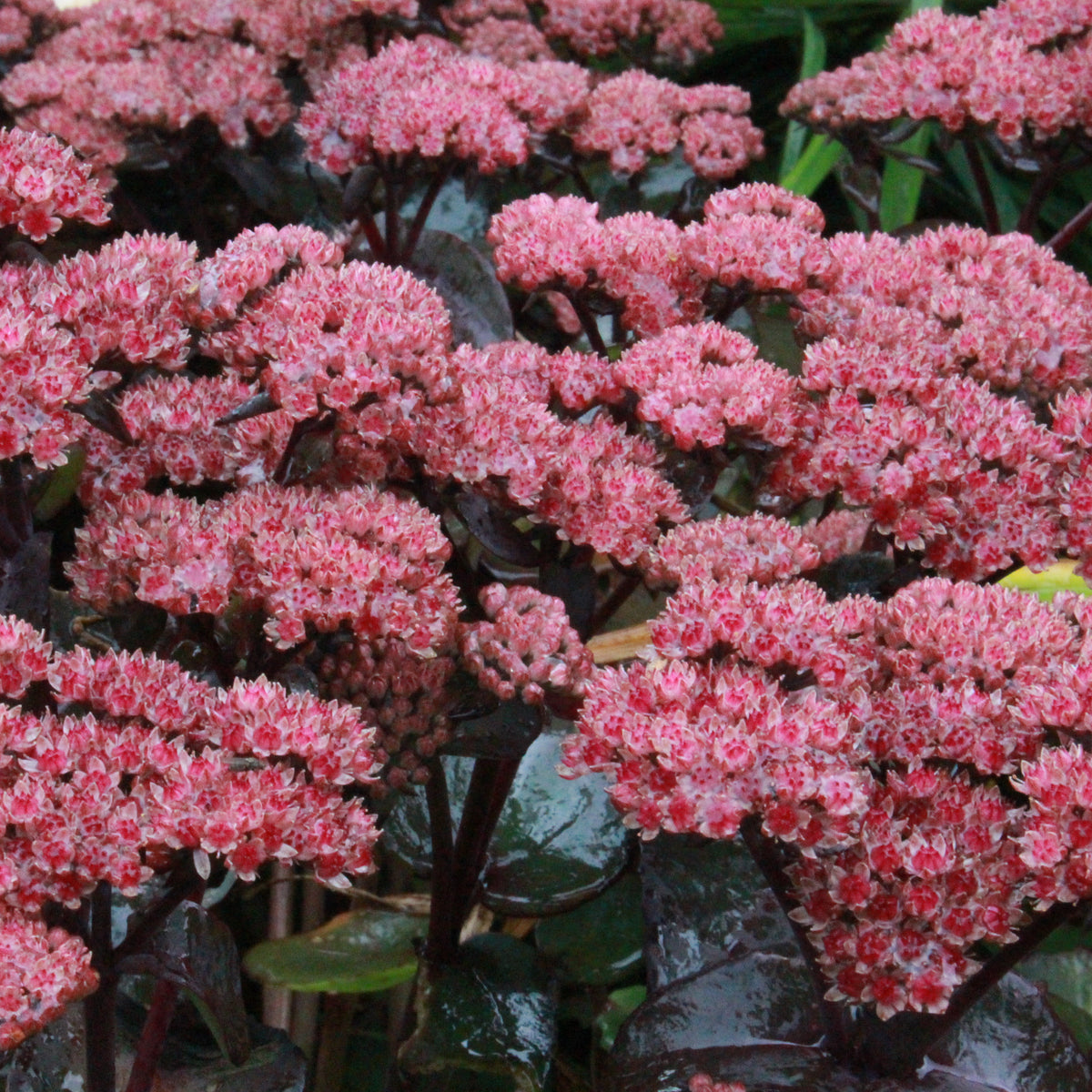 Hylotelephium telephium (Atropurpureum Group) 'Karfunkelstein ...