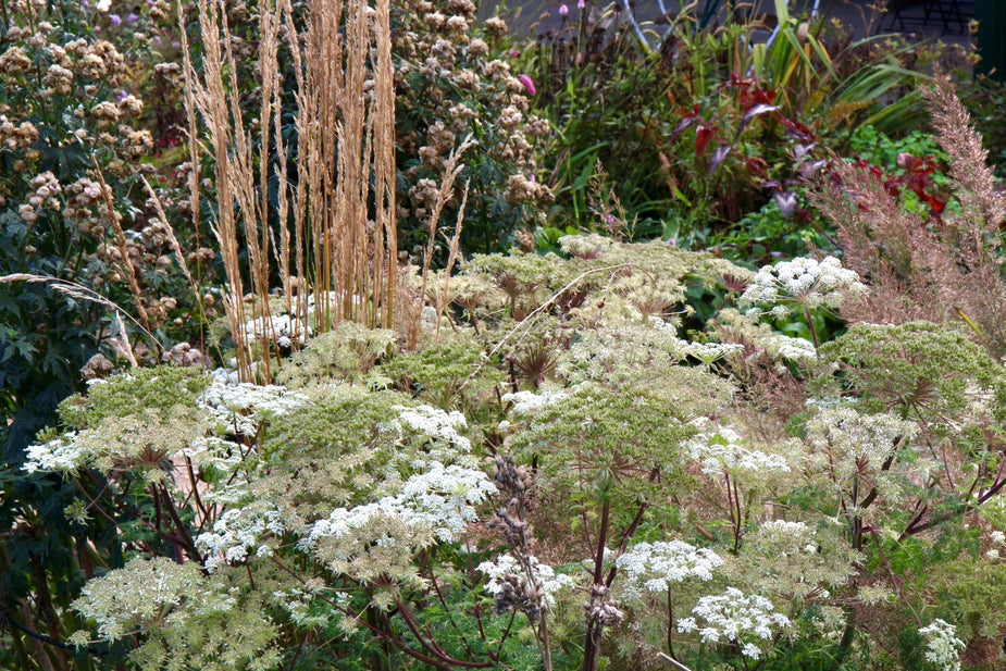 Selinum wallichianum – Ballyrobert Gardens