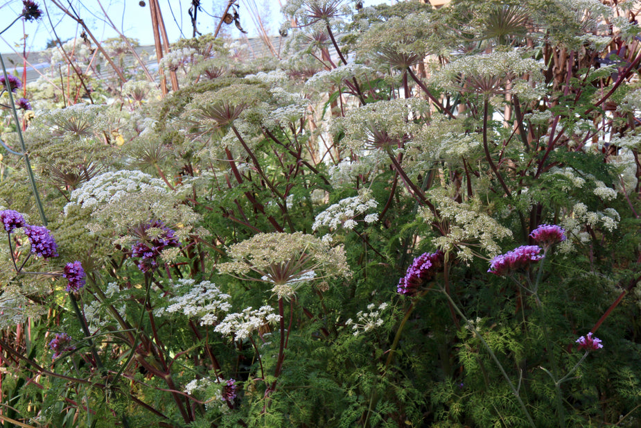 Selinum wallichianum – Ballyrobert Gardens