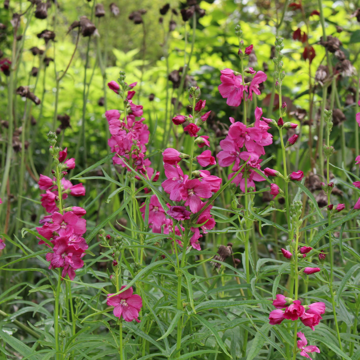 Sidalcea 'Brilliant' – Ballyrobert Gardens