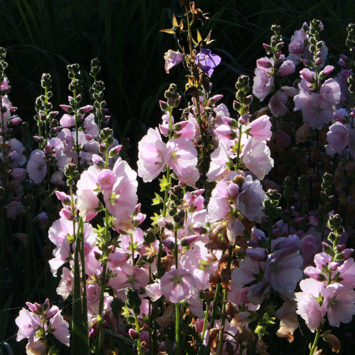 Sidalcea 'Little Princess' – Ballyrobert Gardens