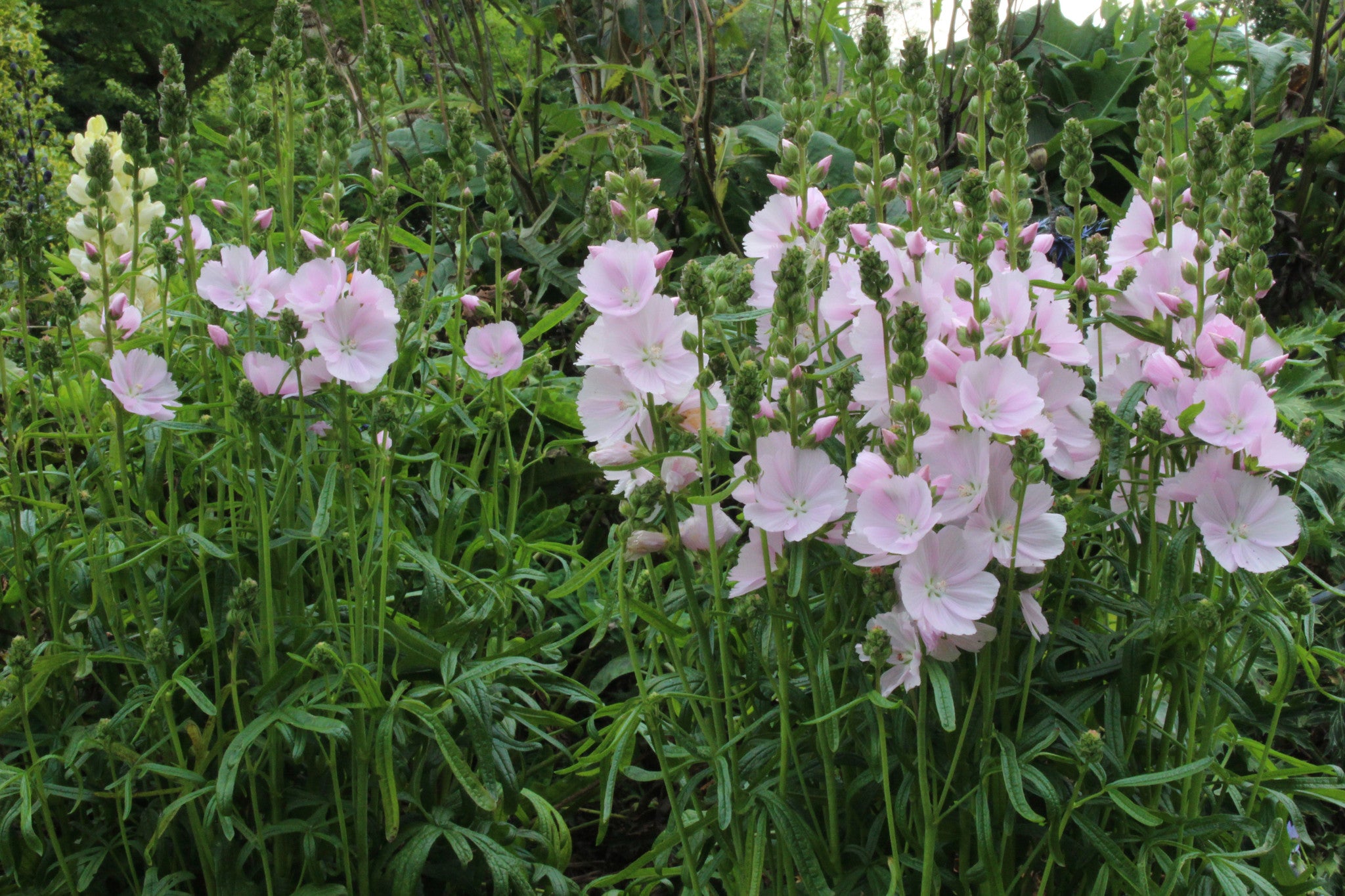 Sidalcea 'Little Princess' – Ballyrobert Gardens
