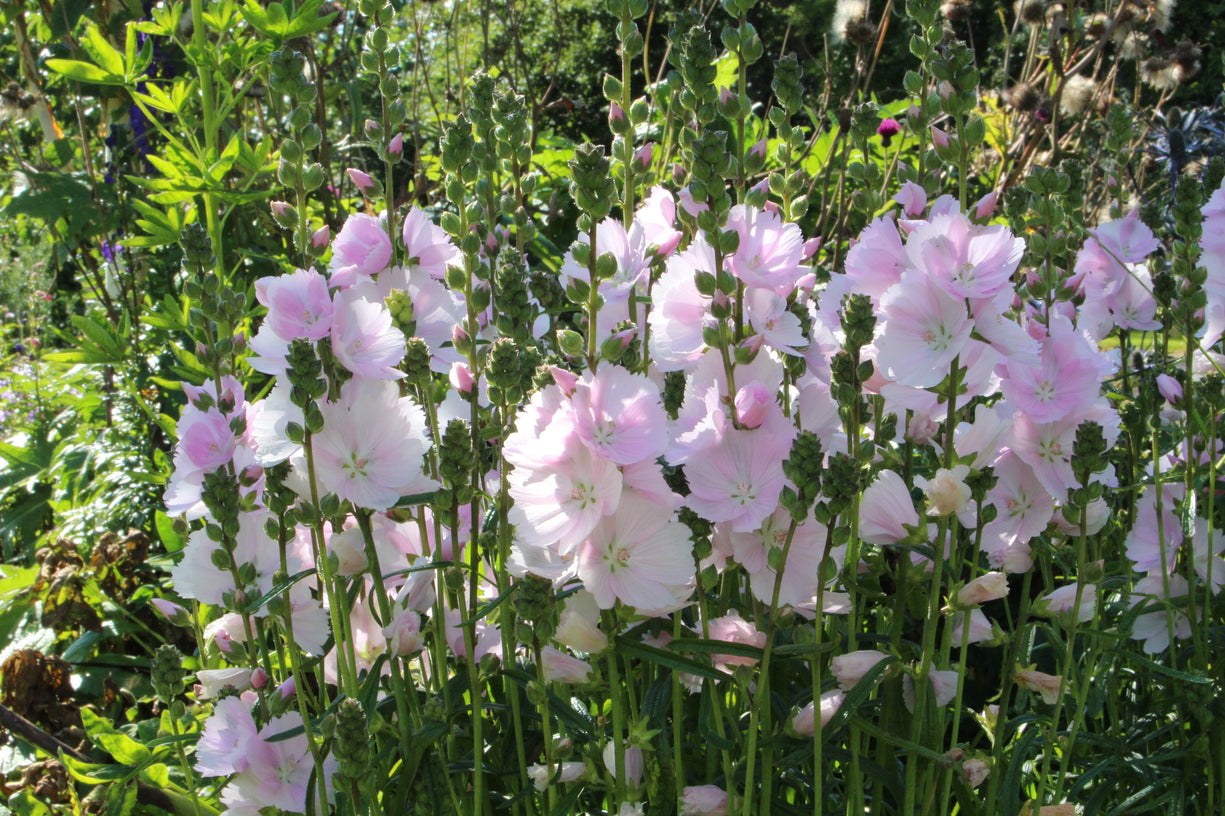 Sidalcea 'Little Princess' – Ballyrobert Gardens