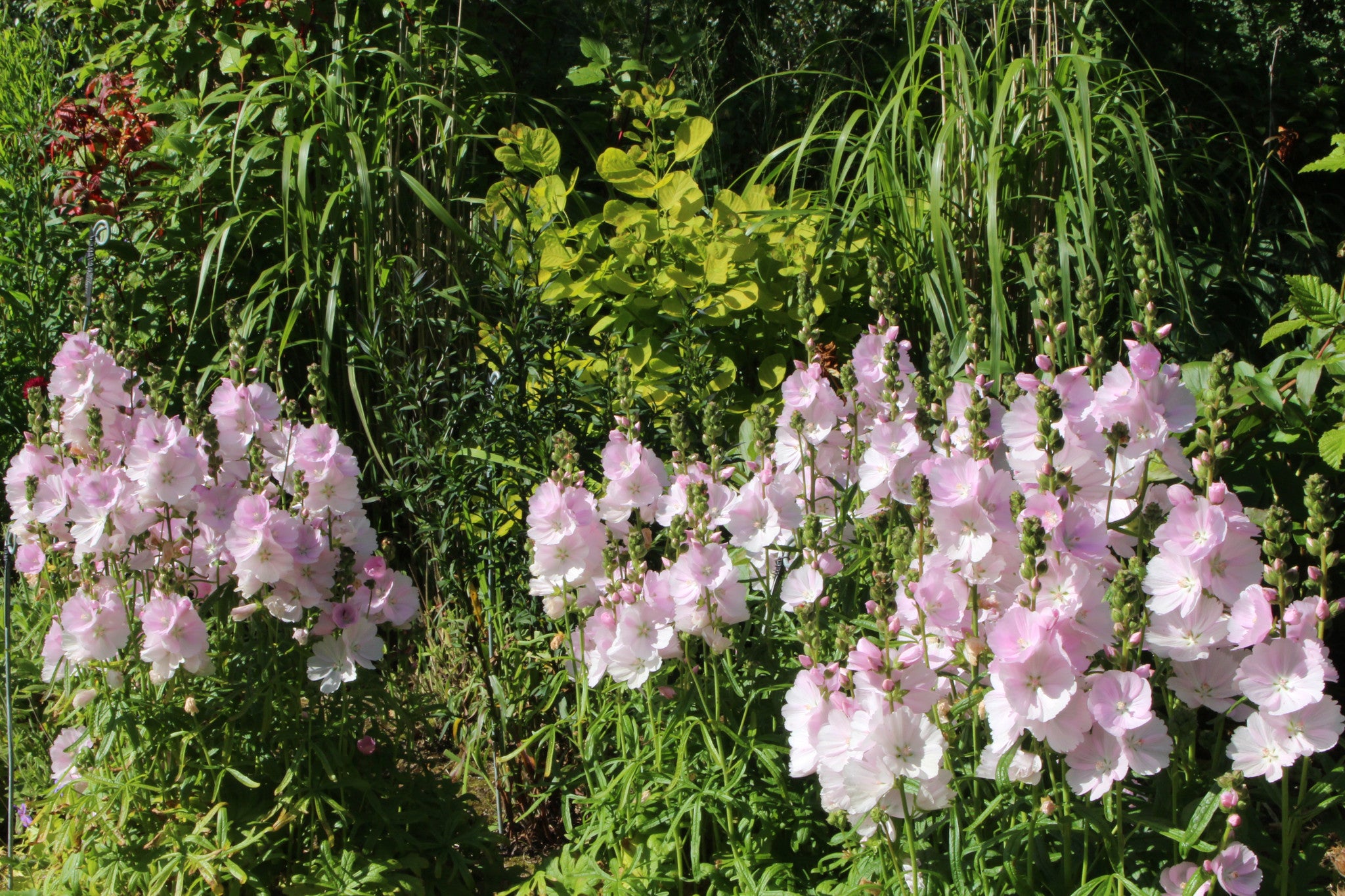 Sidalcea 'Little Princess' – Ballyrobert Gardens