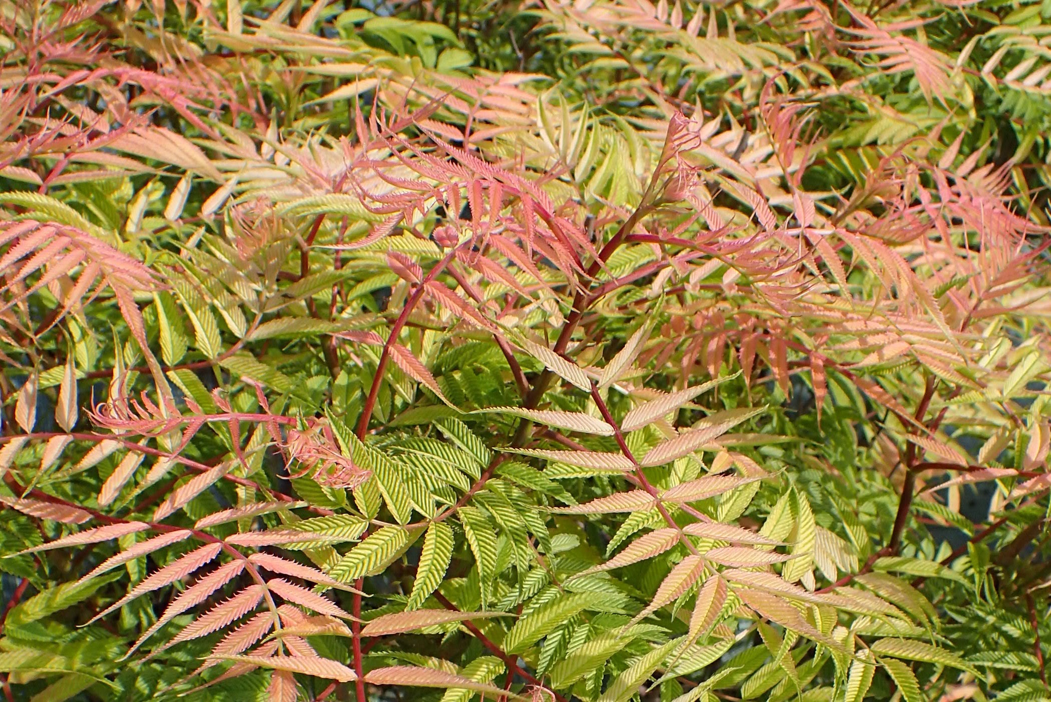Sorbaria sorbifolia 'Sem' – Ballyrobert Gardens