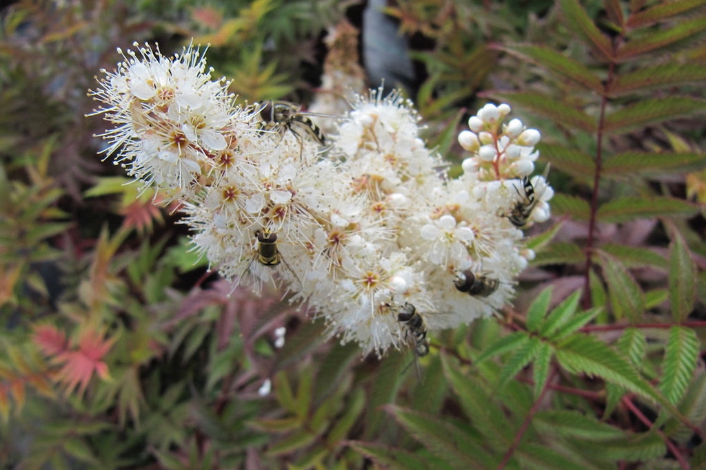 Sorbaria sorbifolia 'Sem' – Ballyrobert Gardens