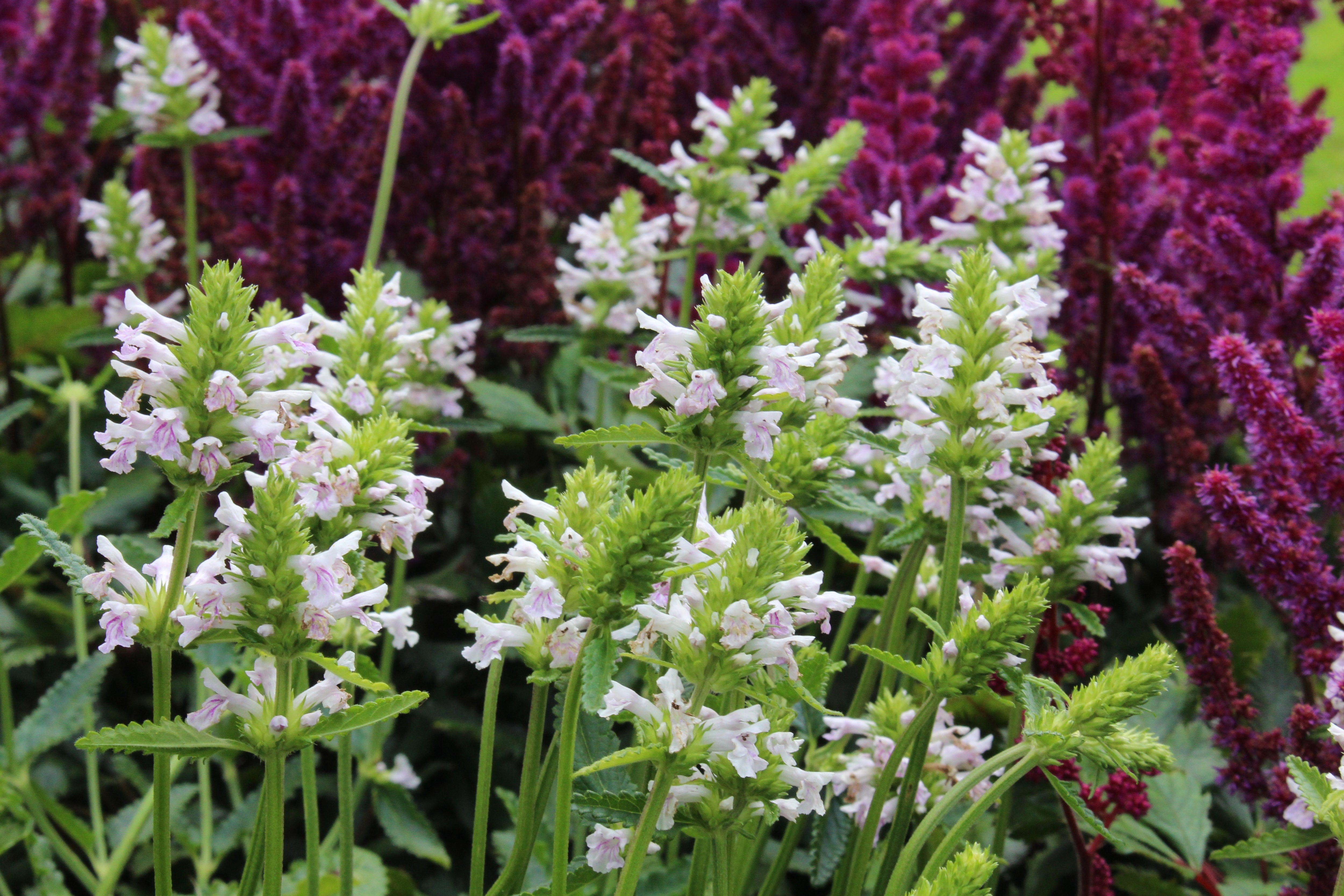 Stachys officinalis 'Alba' – Ballyrobert Gardens