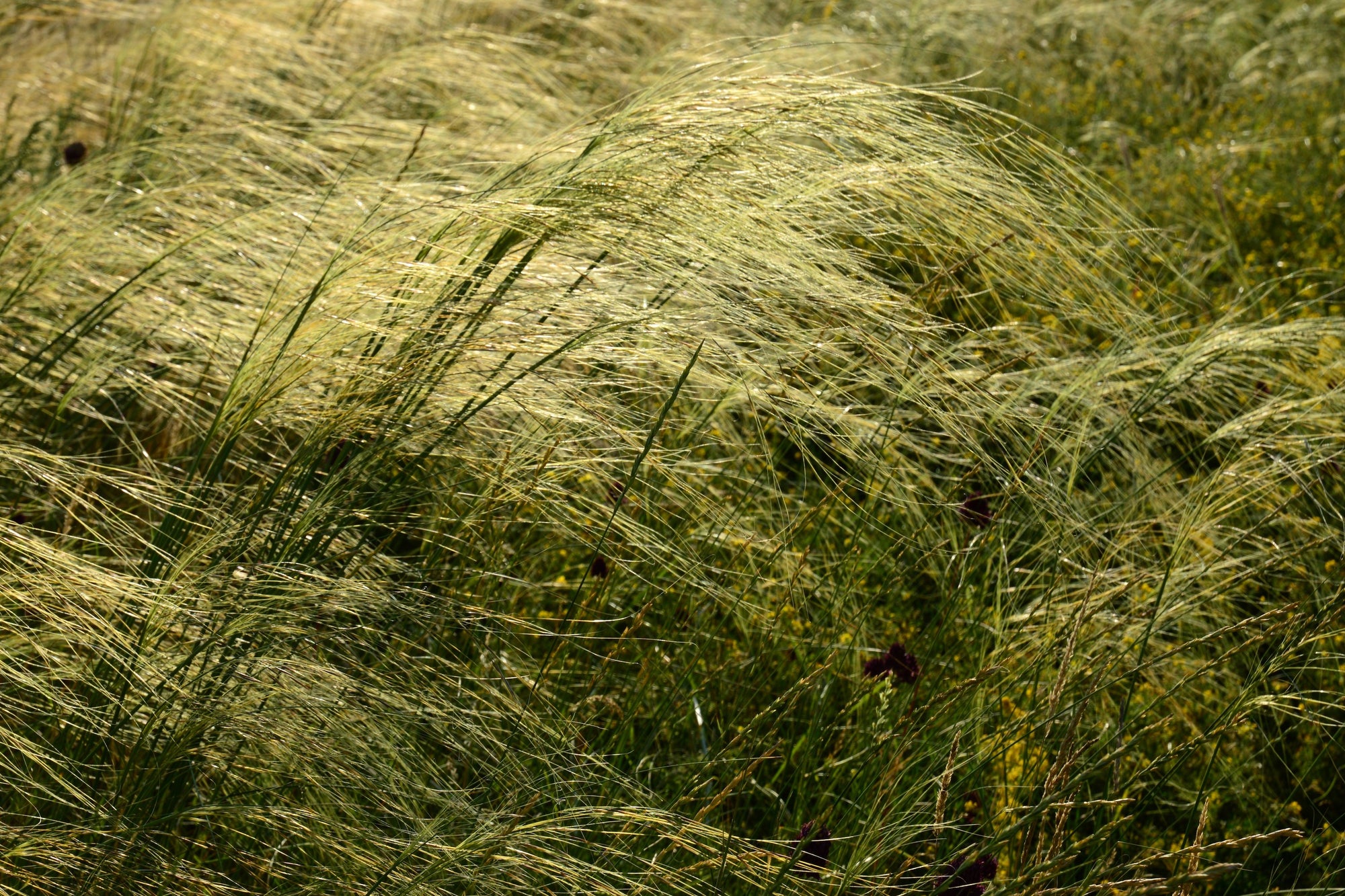 Stipa capillata – Ballyrobert Gardens