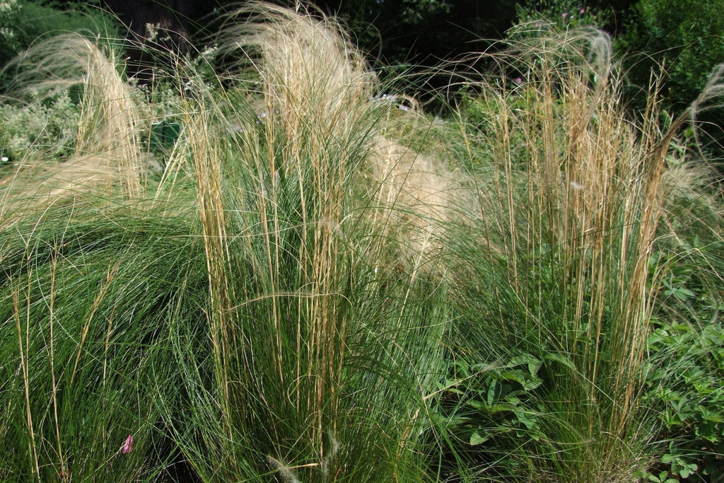 Stipa capillata – Ballyrobert Gardens