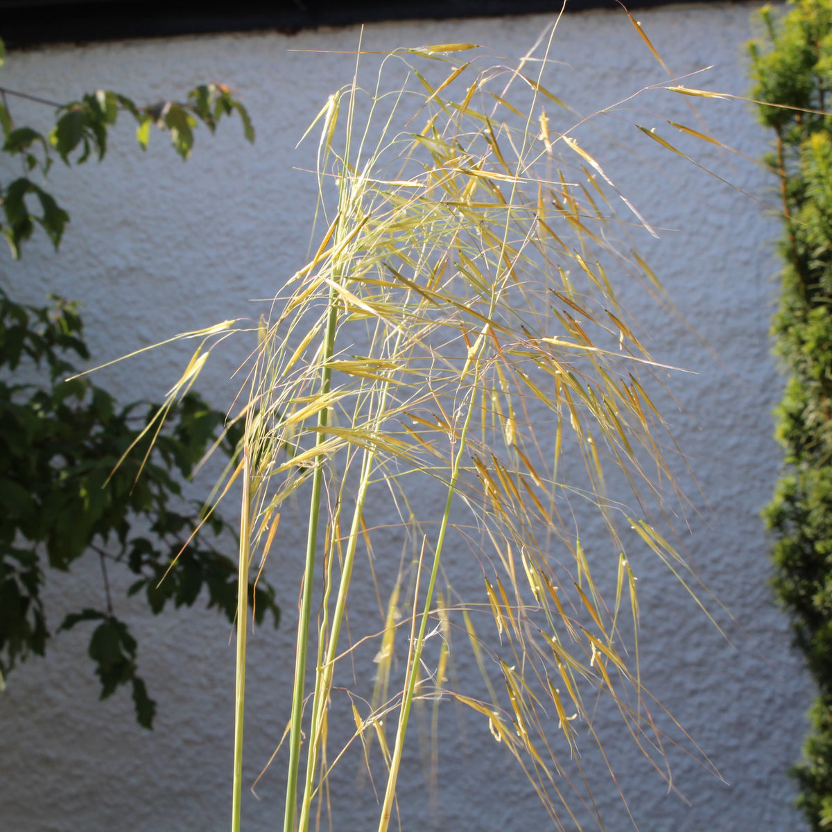 Stipa gigantea 'Gold Fontaene' – Ballyrobert Gardens