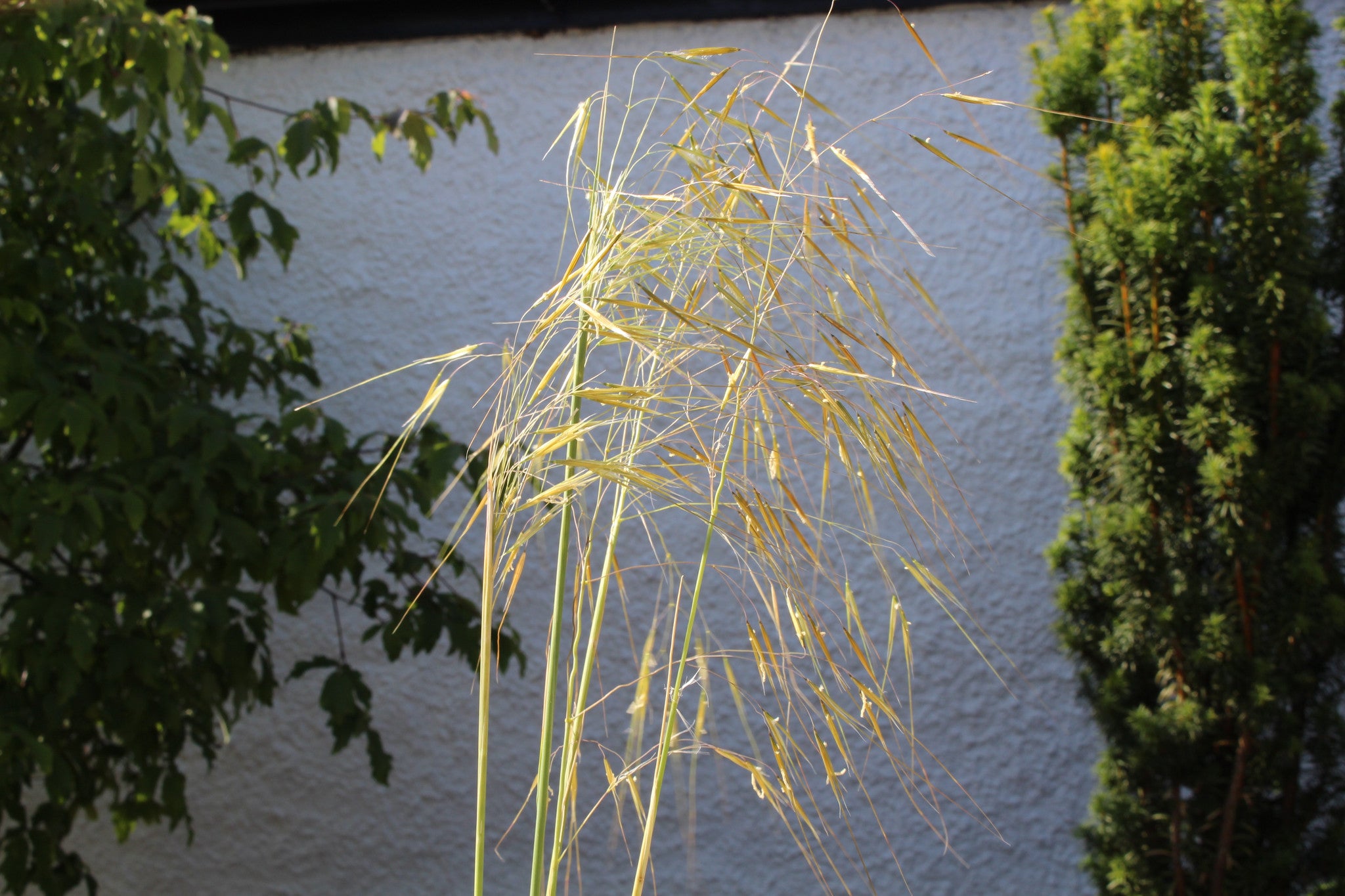 Stipa gigantea 'Gold Fontaene' – Ballyrobert Gardens