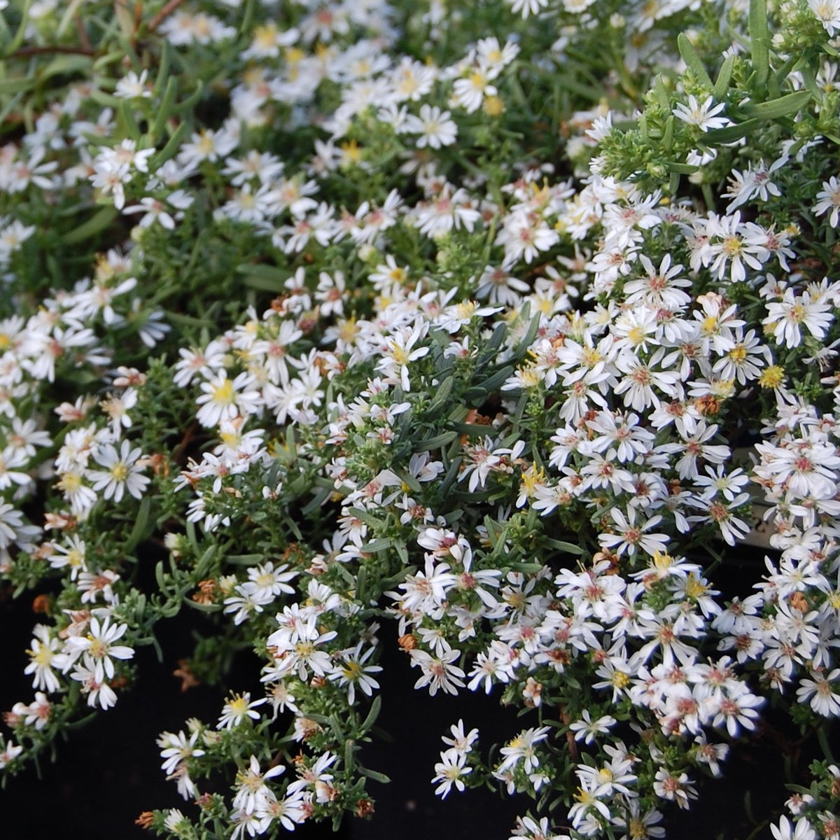 Symphyotrichum ericoides var. prostratum 'Snow Flurry' – Ballyrobert ...