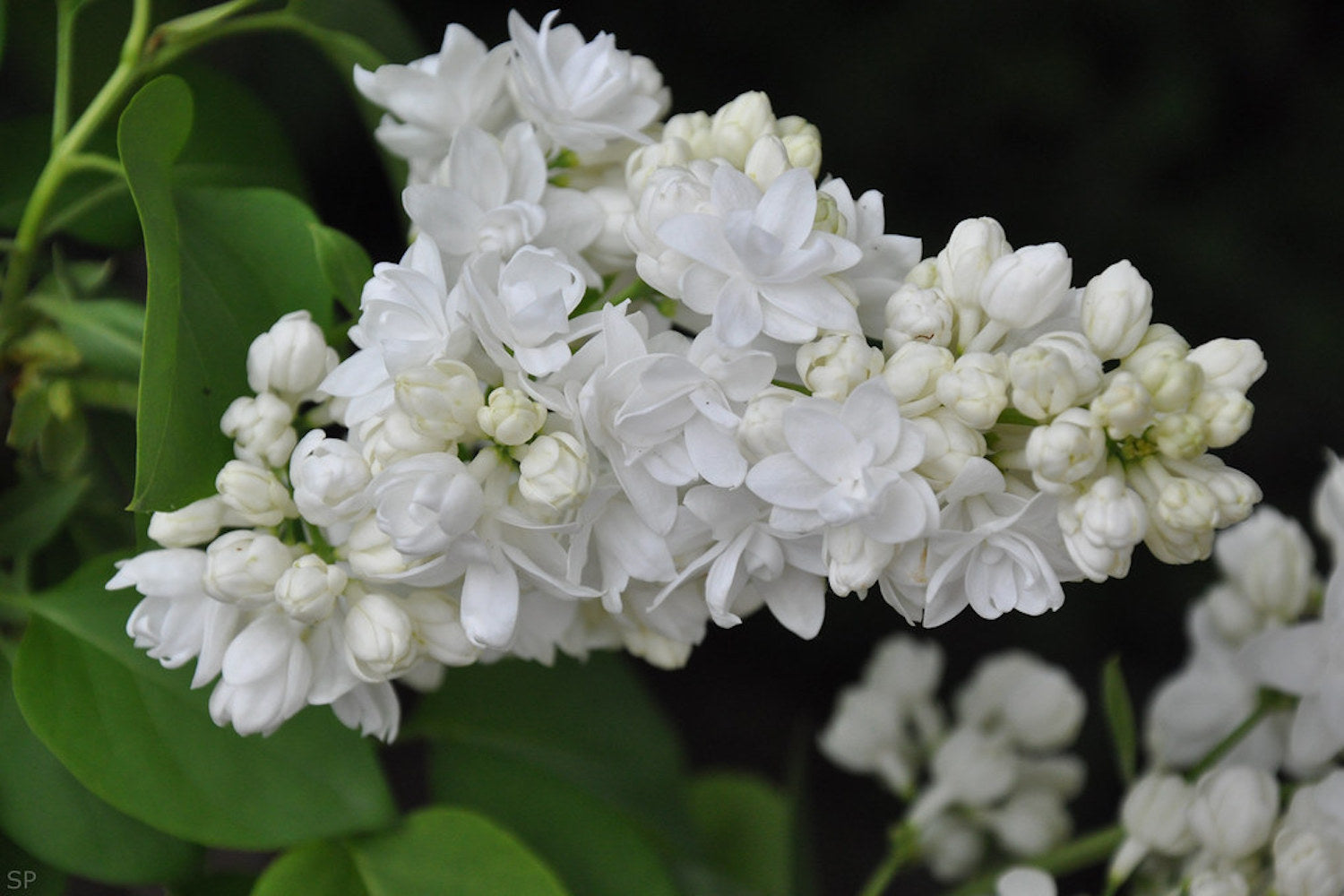 Syringa vulgaris 'Souvenir d'Alice Harding' (d) – Ballyrobert Gardens