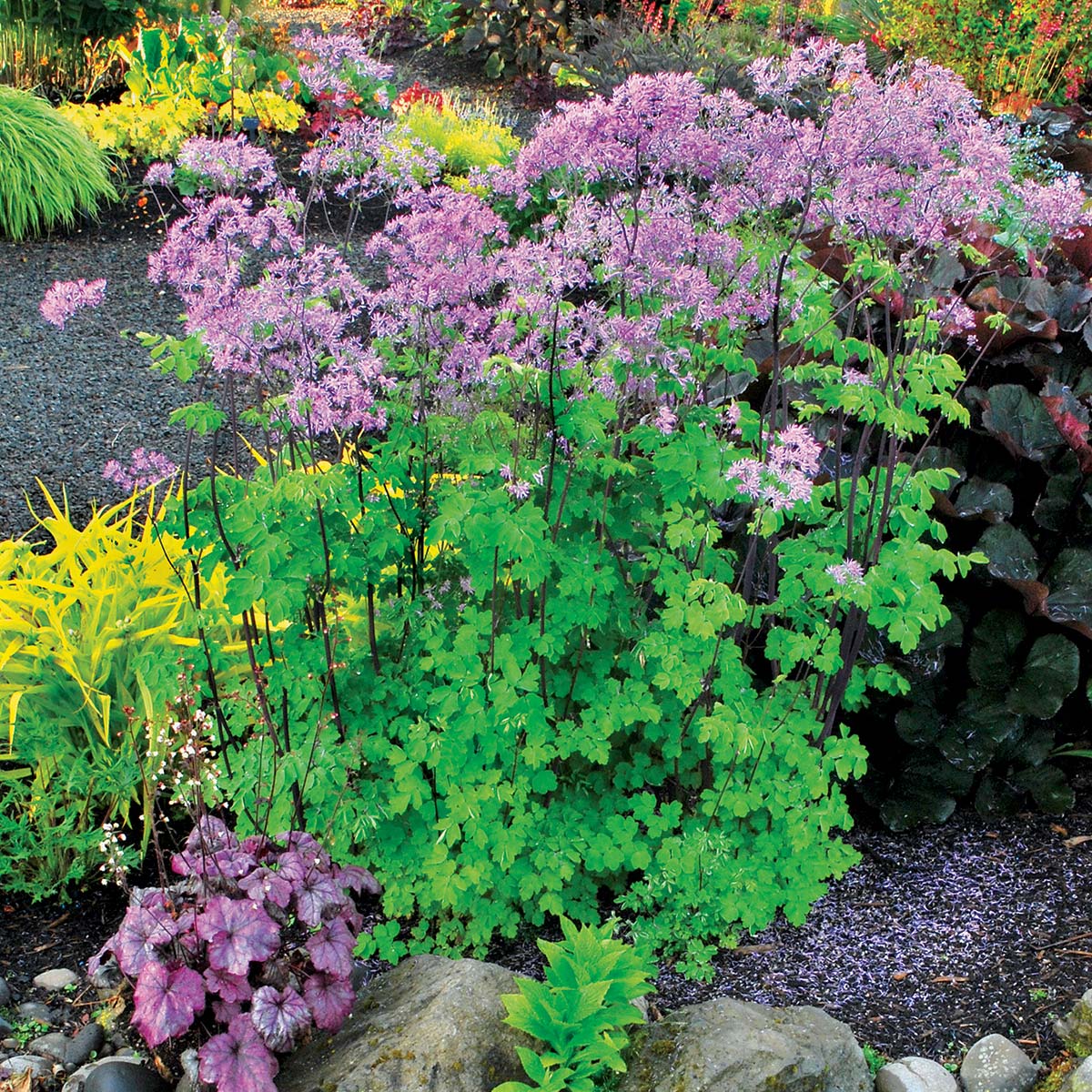 Thalictrum 'Black Stockings' – Ballyrobert Gardens