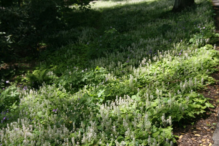 Tiarella cordifolia – Ballyrobert Gardens