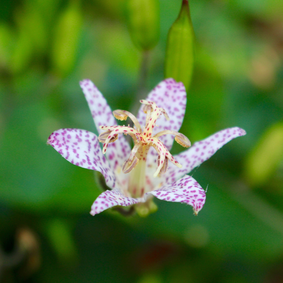 Tricyrtis formosana Stolonifera Group – Ballyrobert Gardens