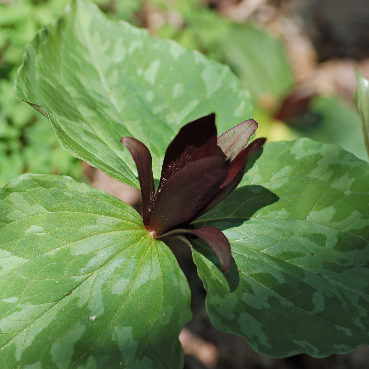 Trillium cuneatum – Ballyrobert Gardens