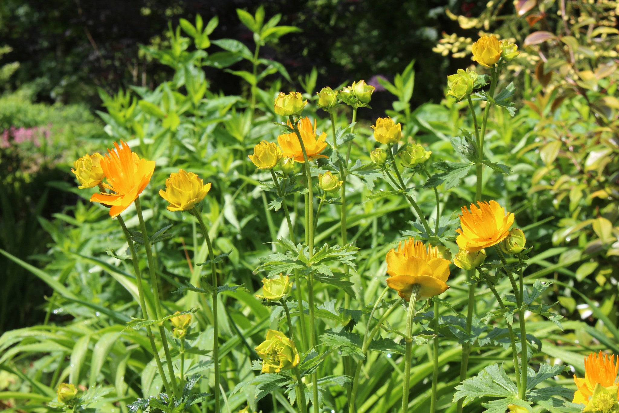 Trollius chinensis 'Golden Queen' – Ballyrobert Gardens