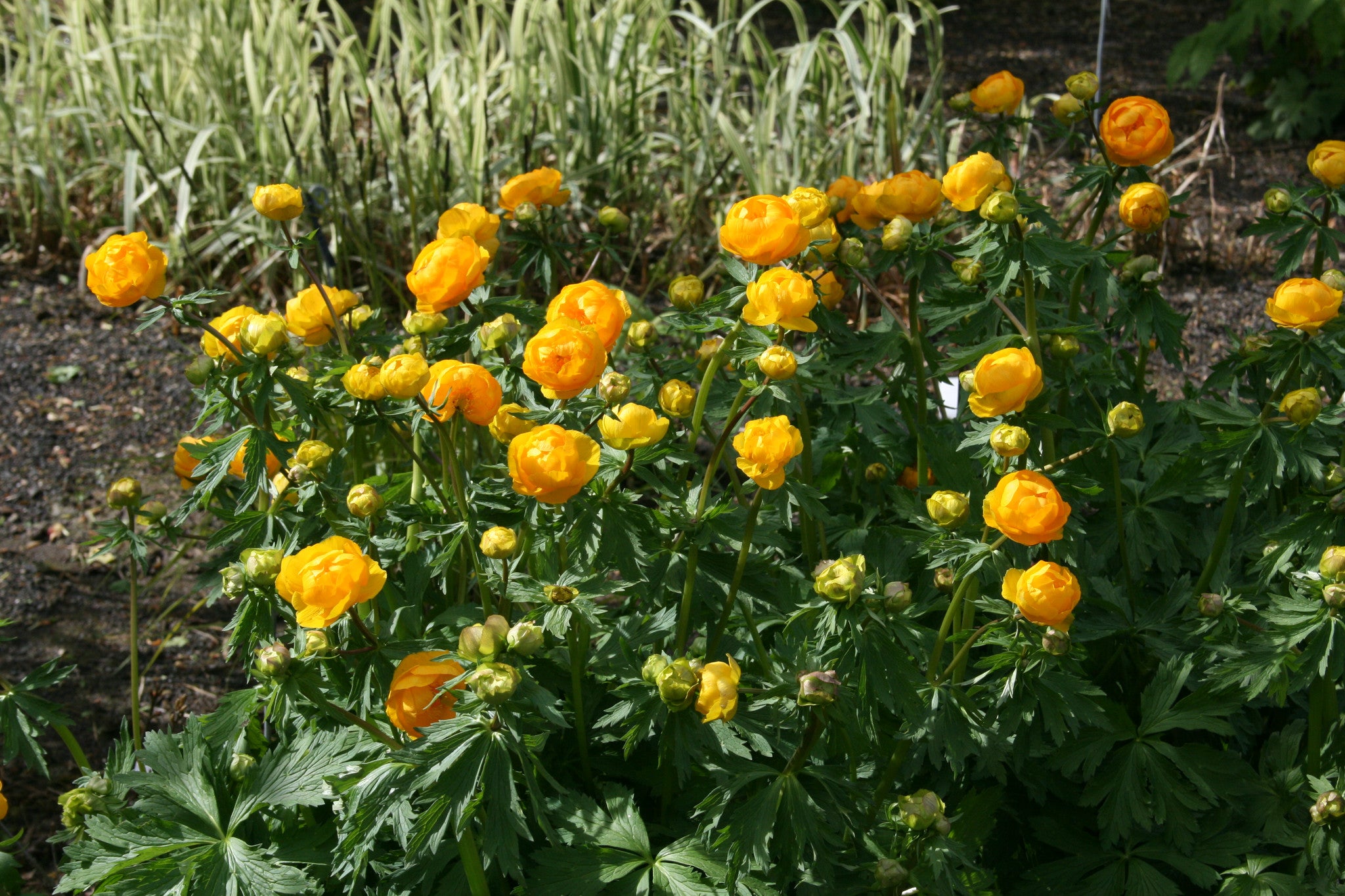 Trollius x cultorum 'Etna' – Ballyrobert Gardens