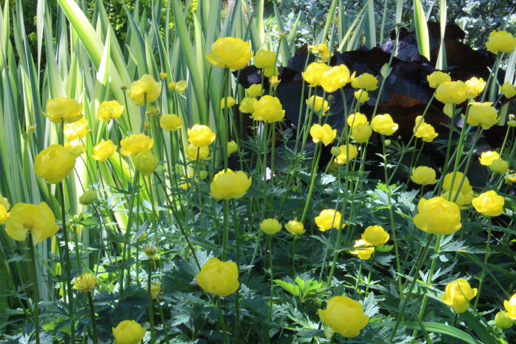 Trollius x cultorum 'Lemon Queen' – Ballyrobert Gardens