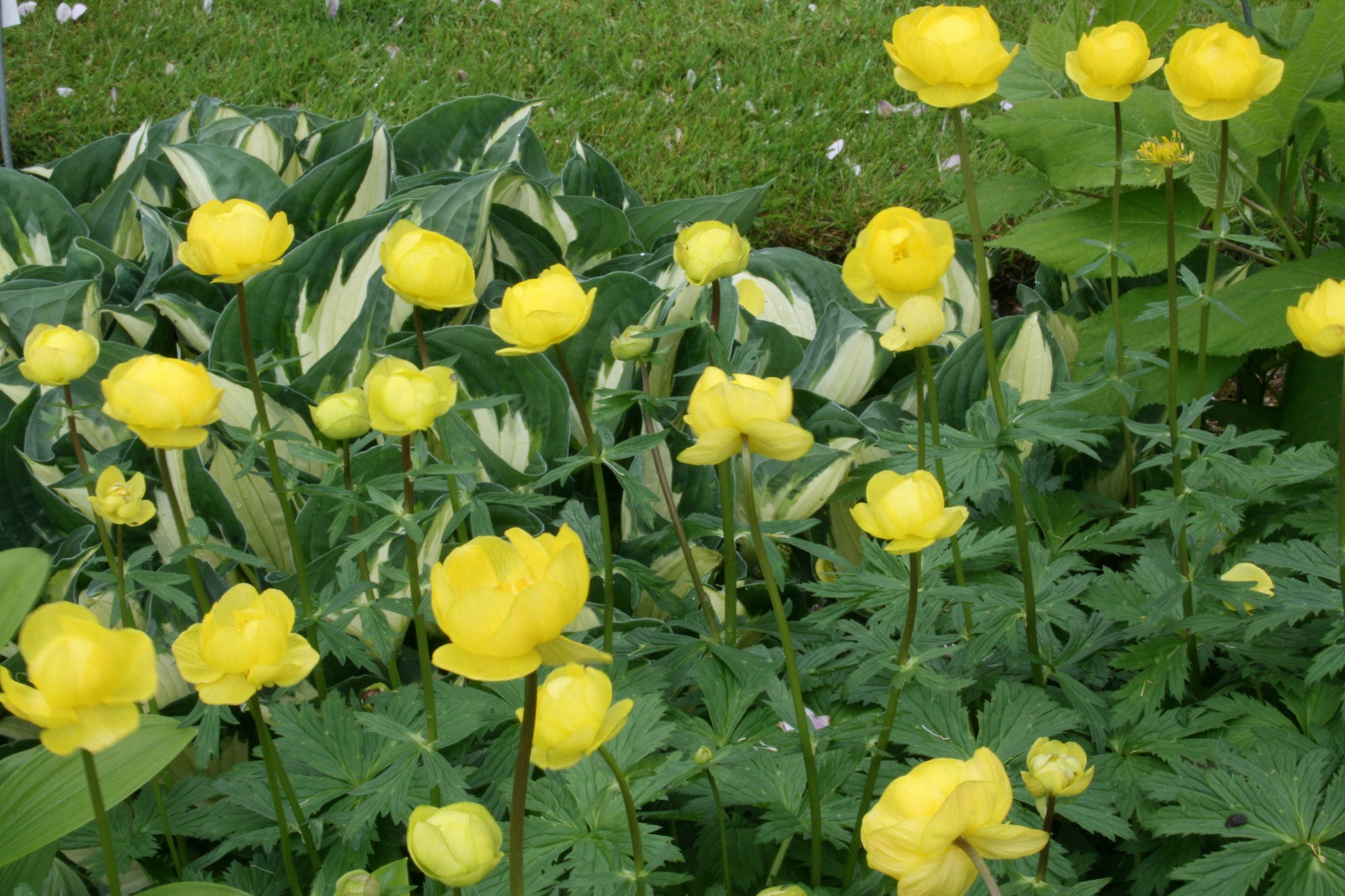 Trollius x cultorum 'T. Smith' – Ballyrobert Gardens