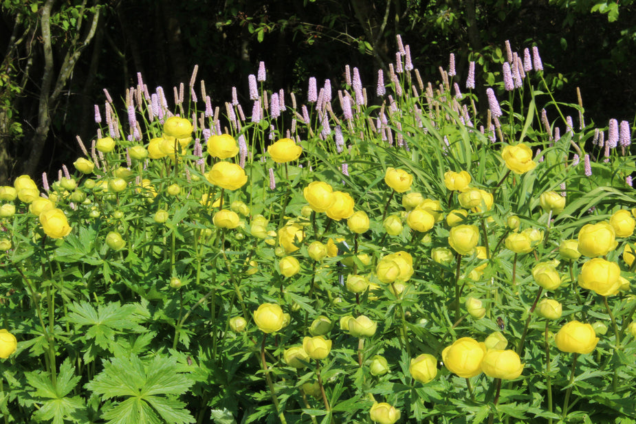 Trollius x cultorum 'T. Smith' – Ballyrobert Gardens