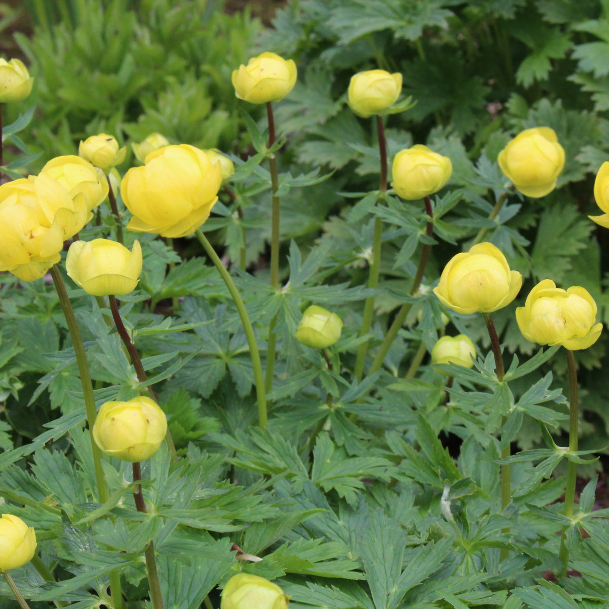 Trollius x cultorum 'T. Smith' – Ballyrobert Gardens