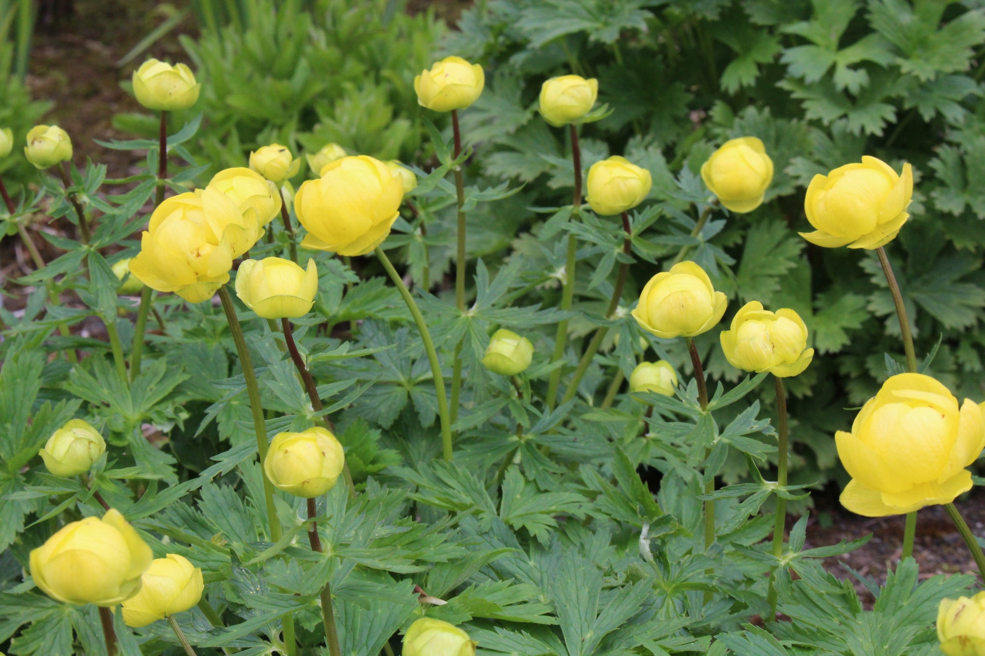 Trollius x cultorum 'T. Smith' – Ballyrobert Gardens