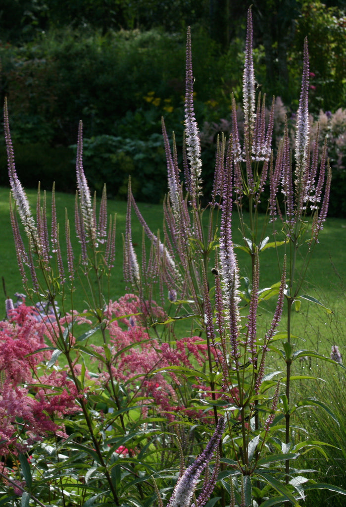 Veronicastrum virginicum f. roseum – Ballyrobert Gardens