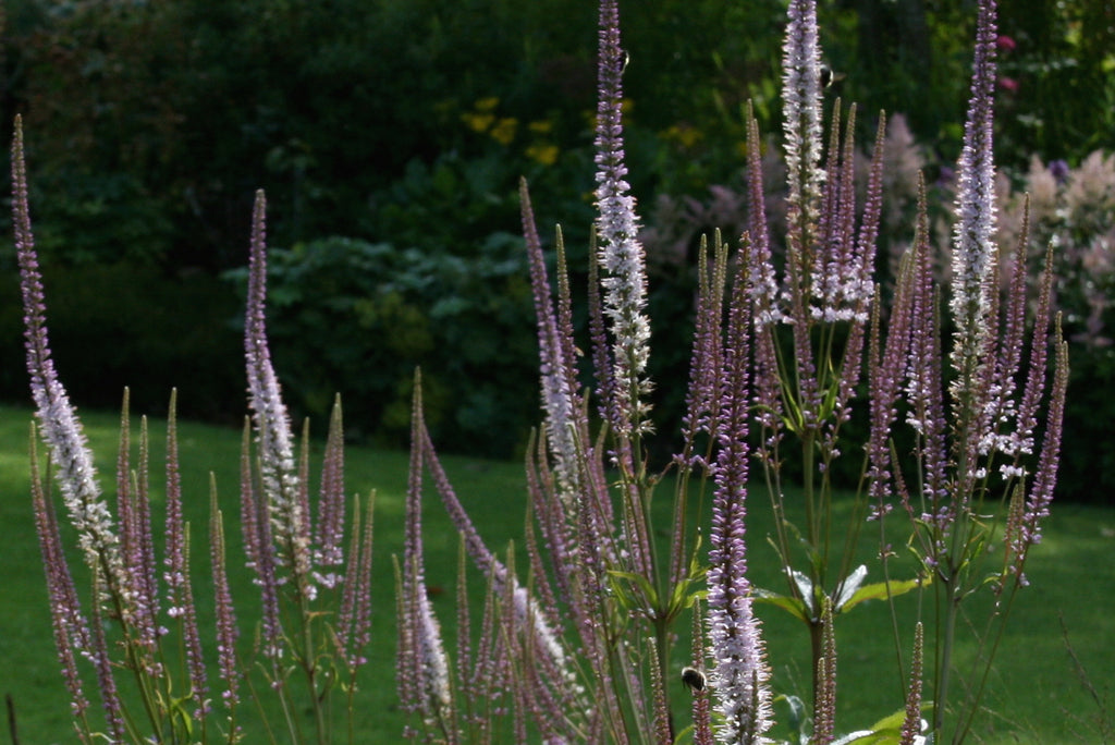 Veronicastrum virginicum f. roseum – Ballyrobert Gardens