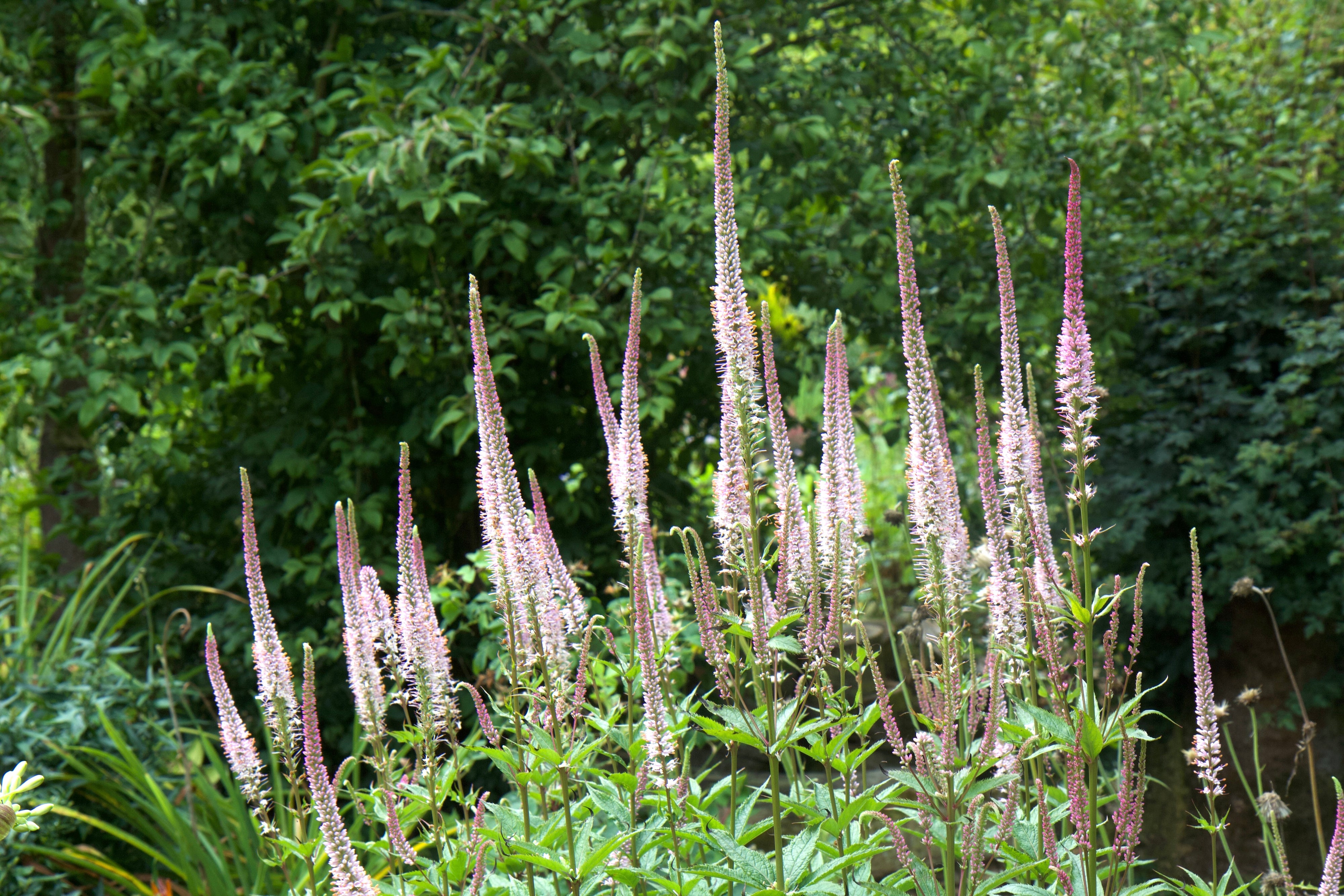 Veronicastrum virginicum 'Erica' – Ballyrobert Gardens