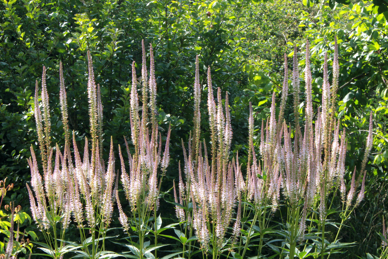 Veronicastrum virginicum 'Erica' – Ballyrobert Gardens