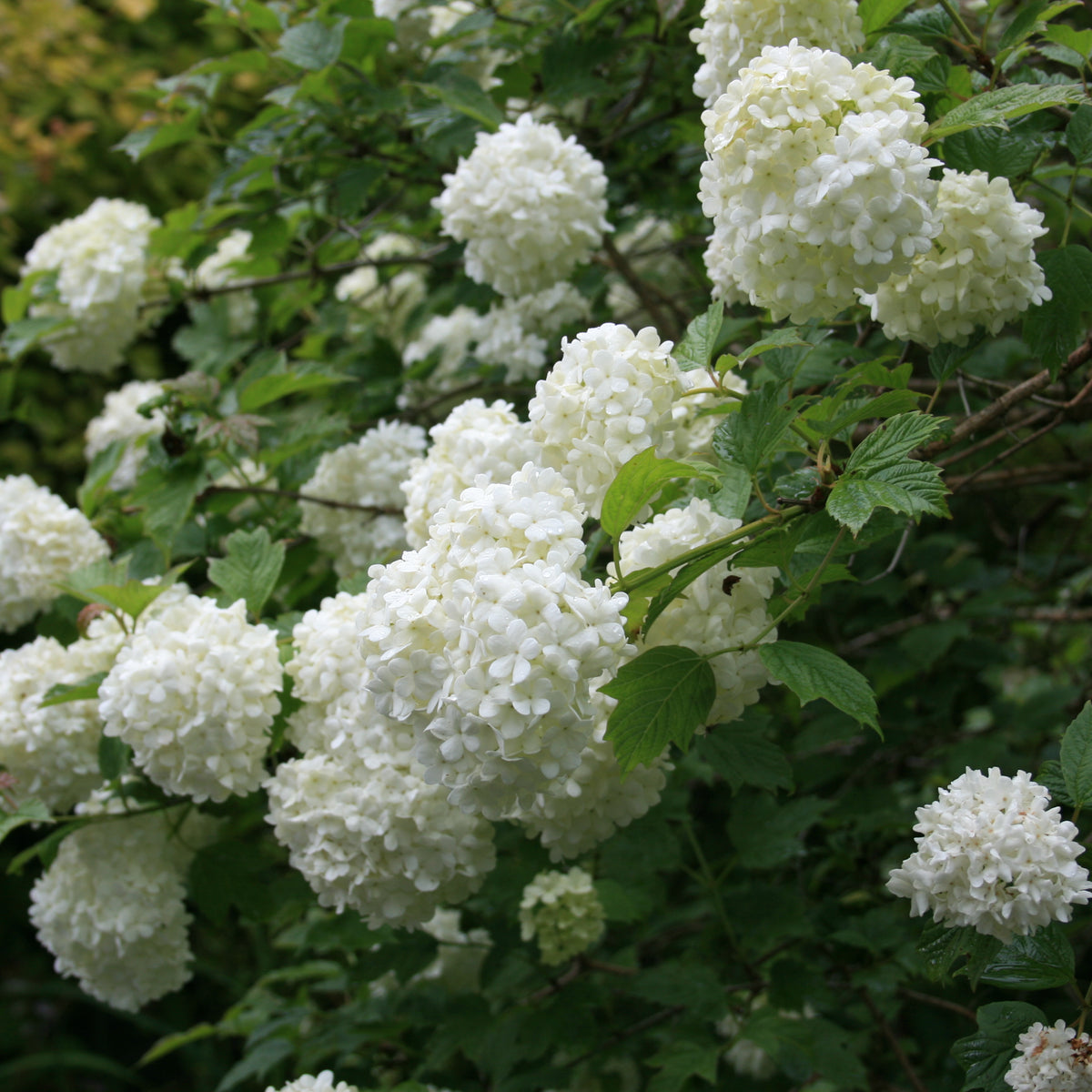 Viburnum opulus 'Roseum' – Ballyrobert Gardens